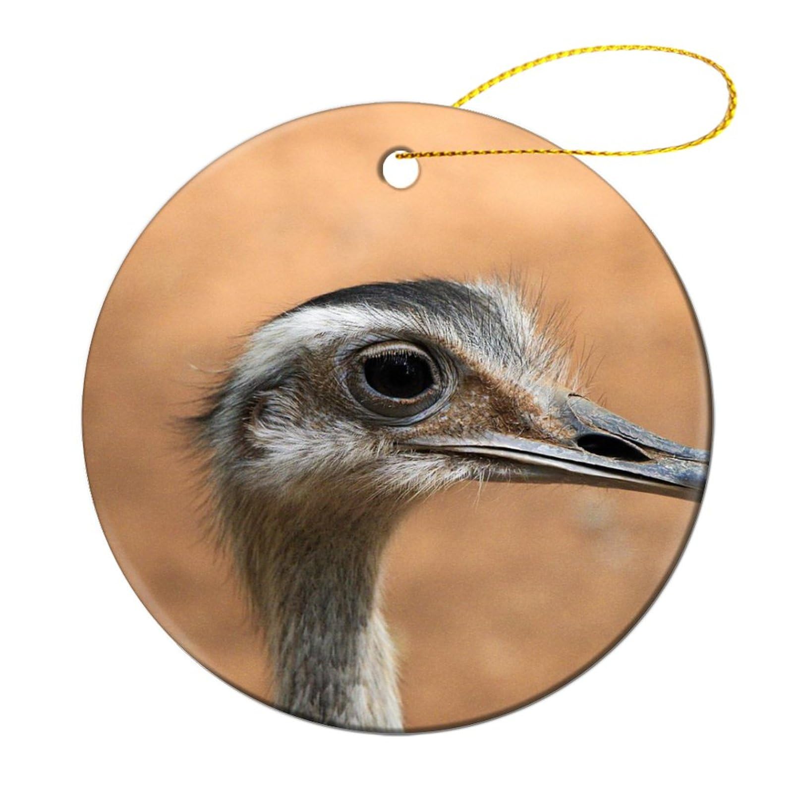 Ostrich Face Ostrich, Face, Bird, Africa, HD Wallpaper | Peakpx