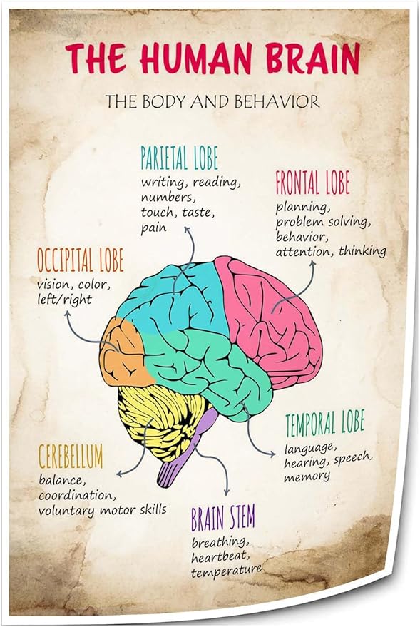 Amazon.com: Yelowcaq Brain Lobes Functions Therapy Wall Art The Human ...