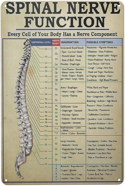 Amazon.com: Knowledge Spinal Nerve Function Metal Tin Sign Vintage ...