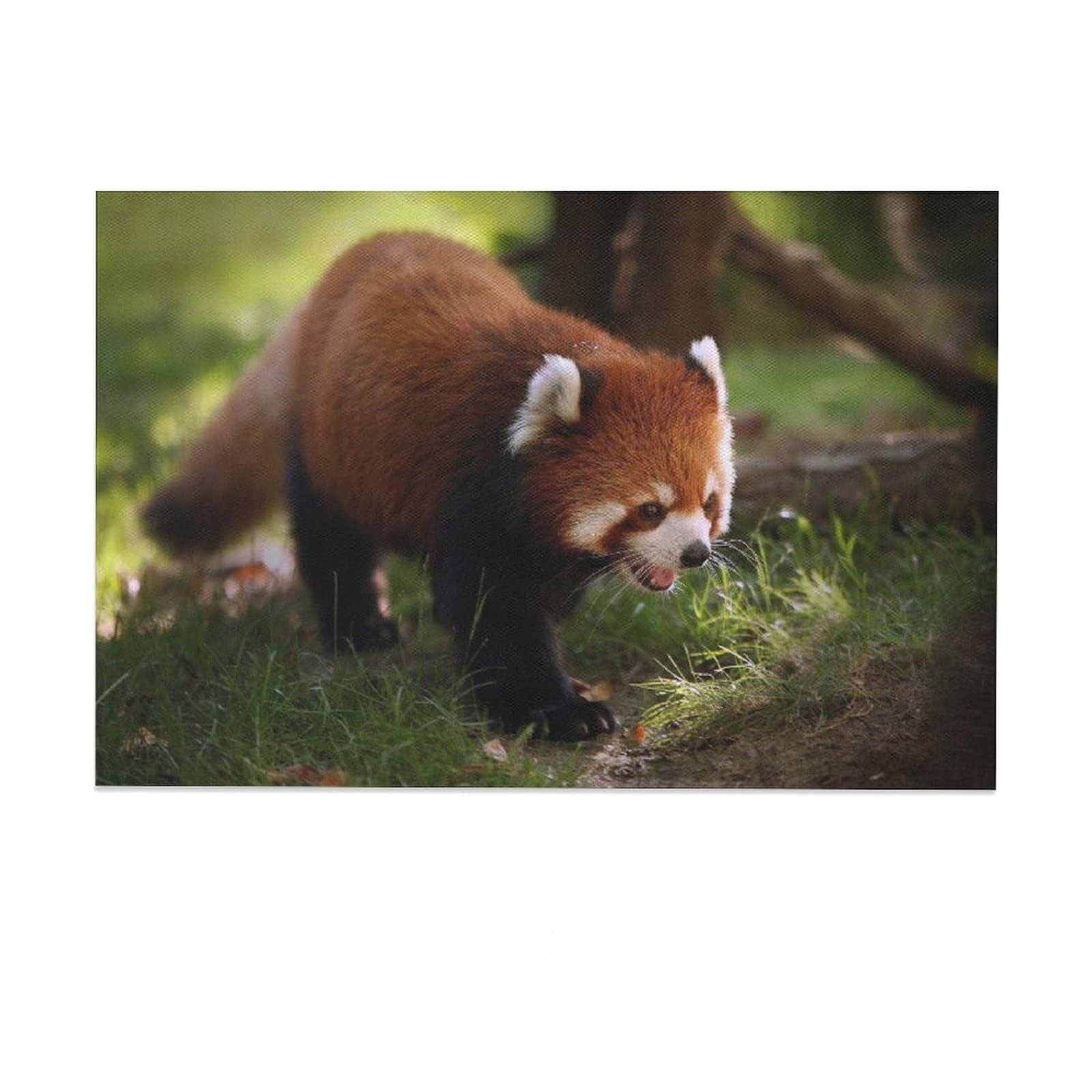 Red Panda Walking