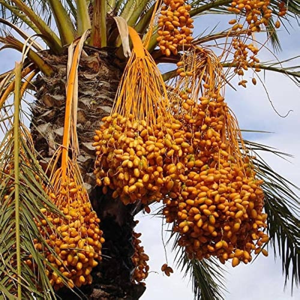 Date Palm Fruit