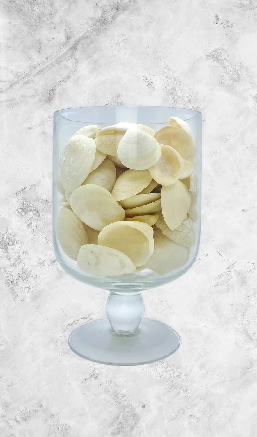 Amazon.com: Generic Seashells Clamrose Prehistoric, 1""-3"", Cream ...