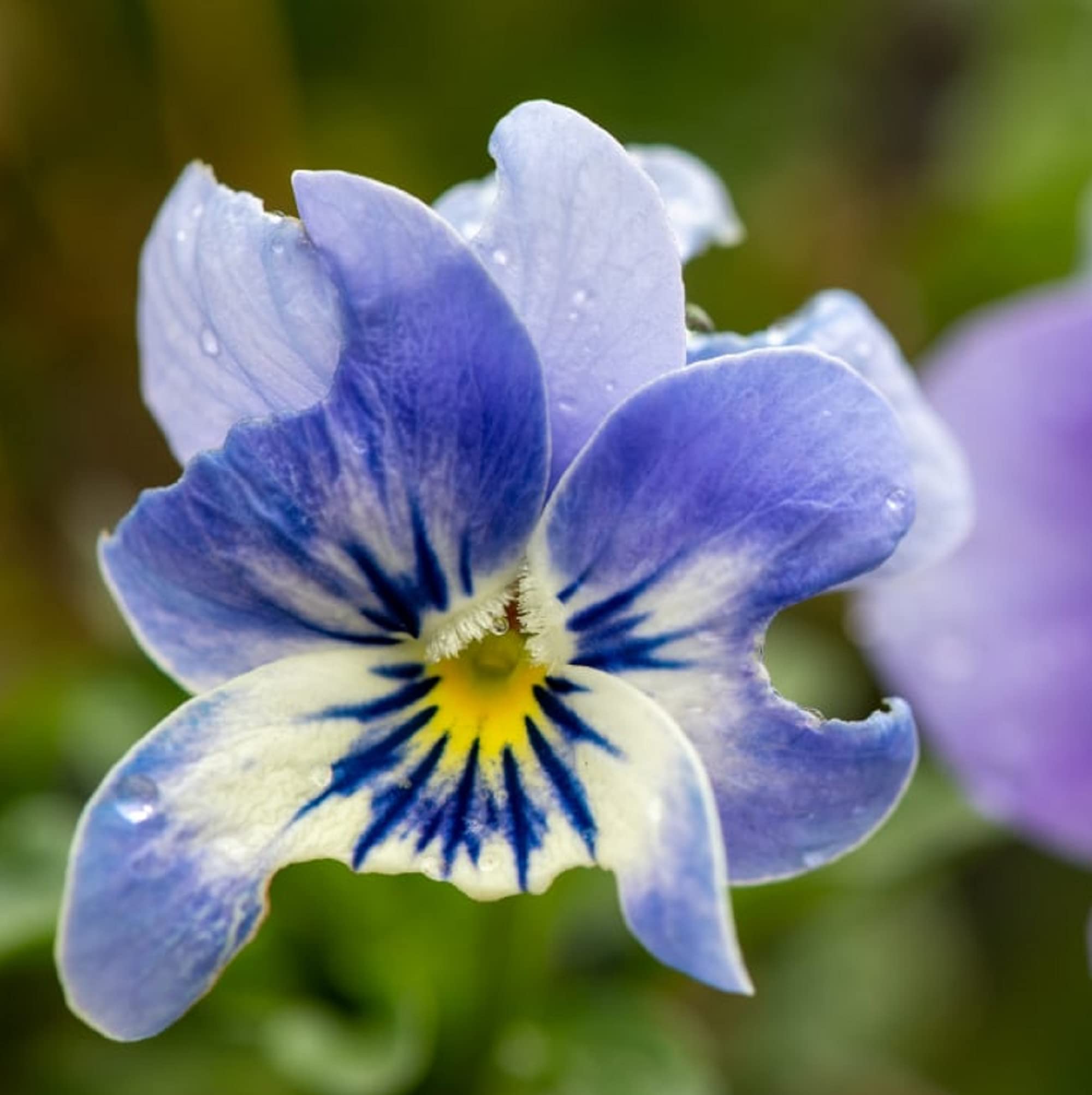 Blue Pansy Flower