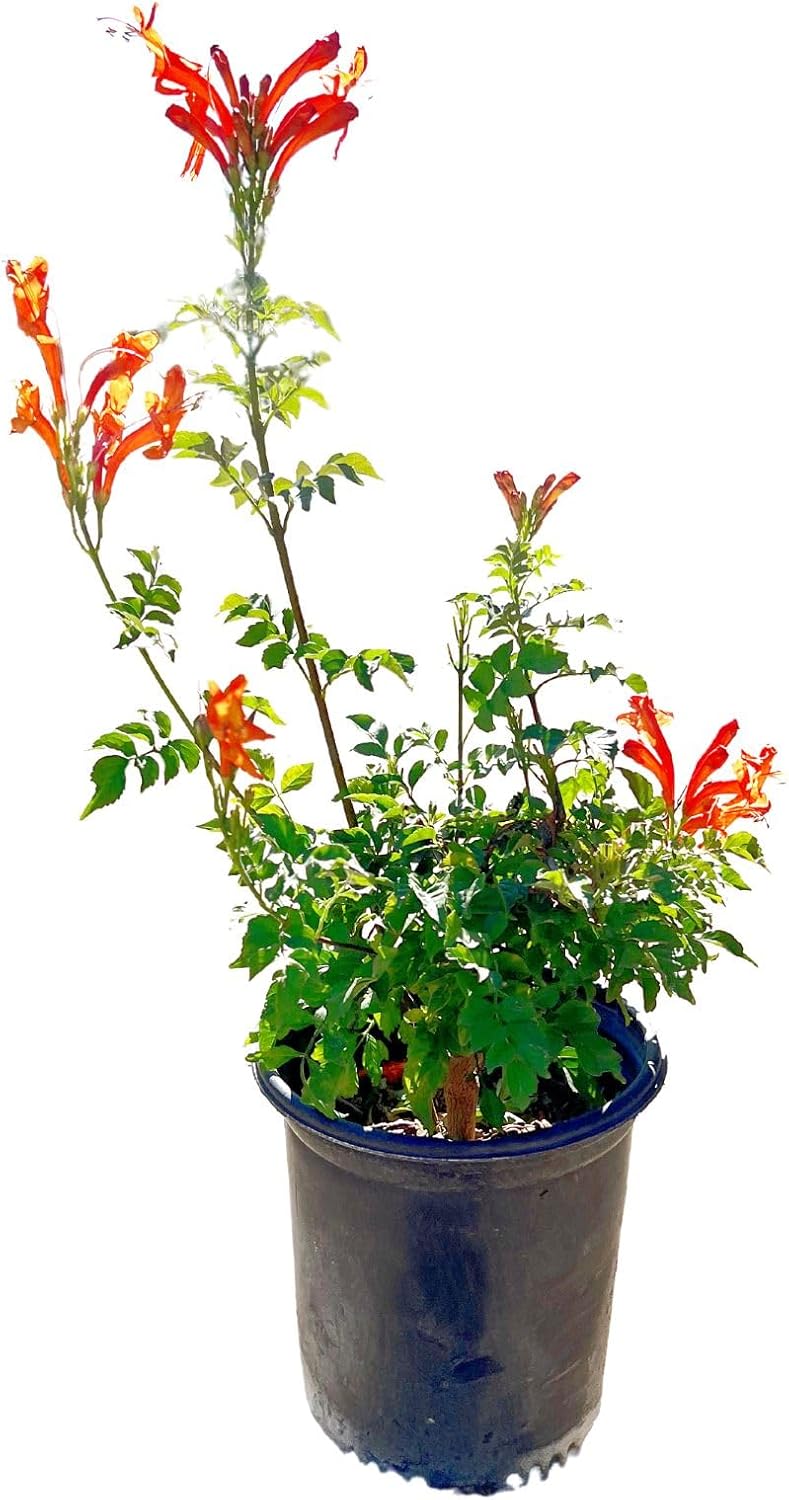Amazon.com : Cape Honeysuckle Orange Tecoma Capensis, 1 Gallon Plant ...