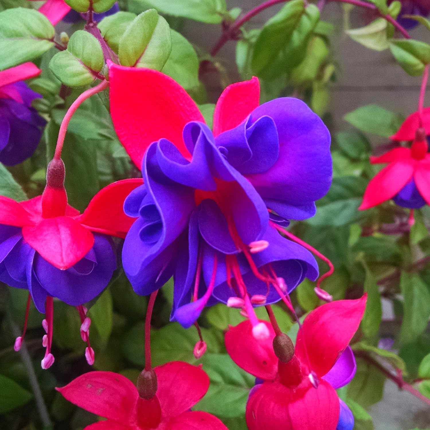 Amazon.com : 2 Fuchsia Plants Live, Blue Eyes Fuchsia Plants, 3 to 5 ...