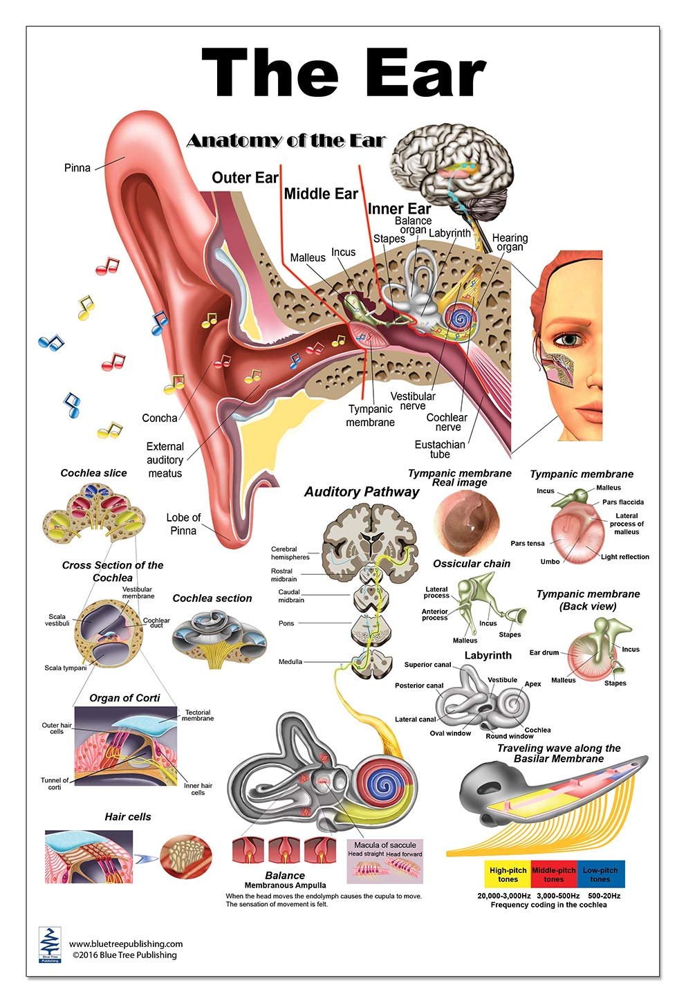 Amazon.com: Blue Tree Publishing The Ear Poster 24x36inch, Anatomy ...