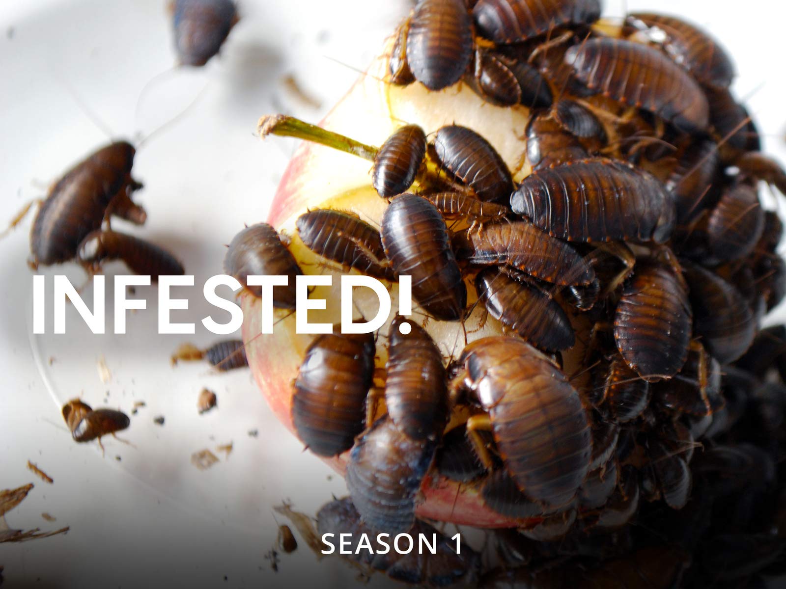 Watch Infested! - Season 1 | Prime Video