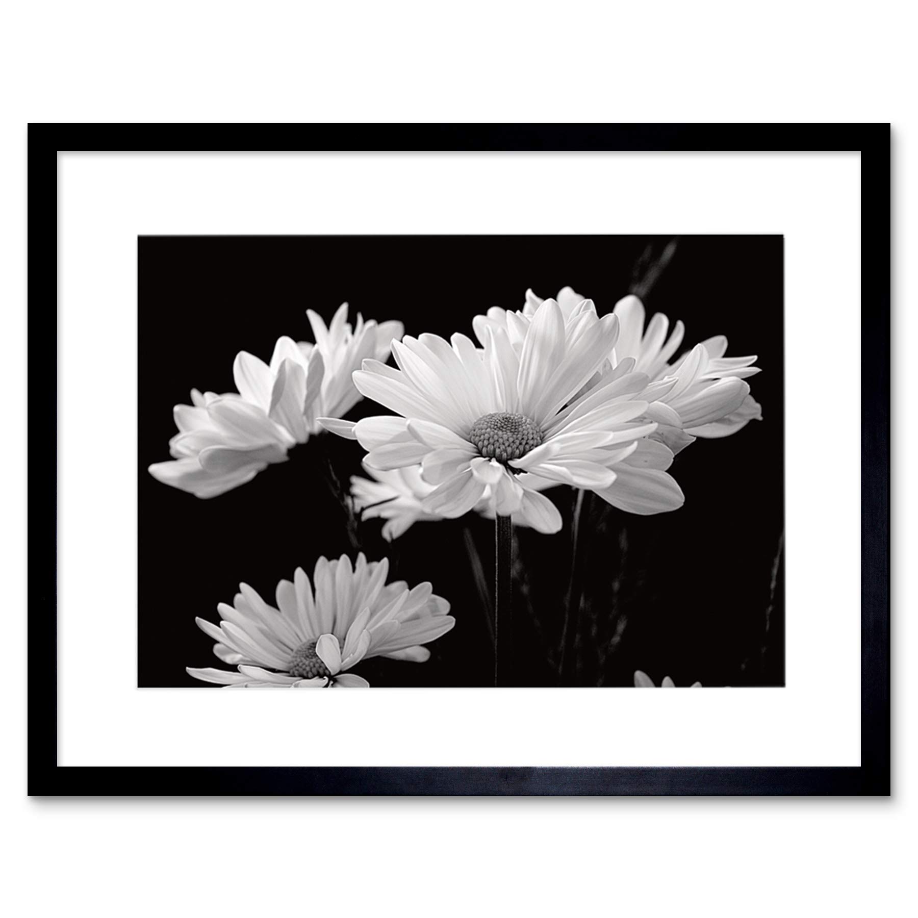 Black And White Daisy Border
