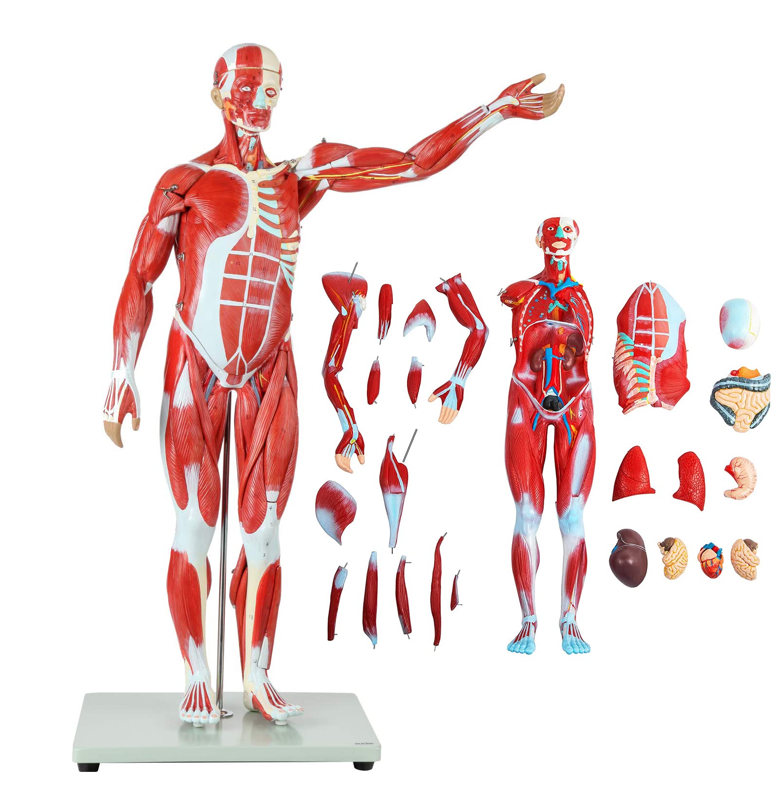 Human Muscles Anatomy Muscular System | Learn Muscular Anatomy