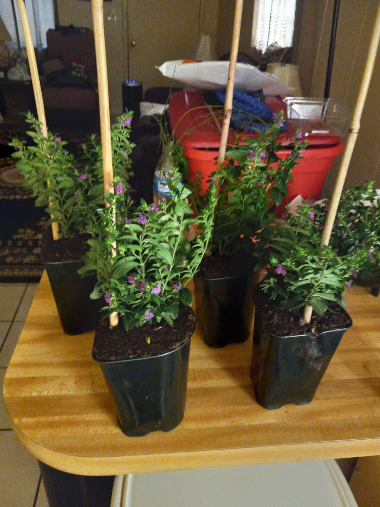 Amazon.com: Costa Farms Co.1Qtcupfff.13PURPK4 Allyson Lavender Outdoor ...