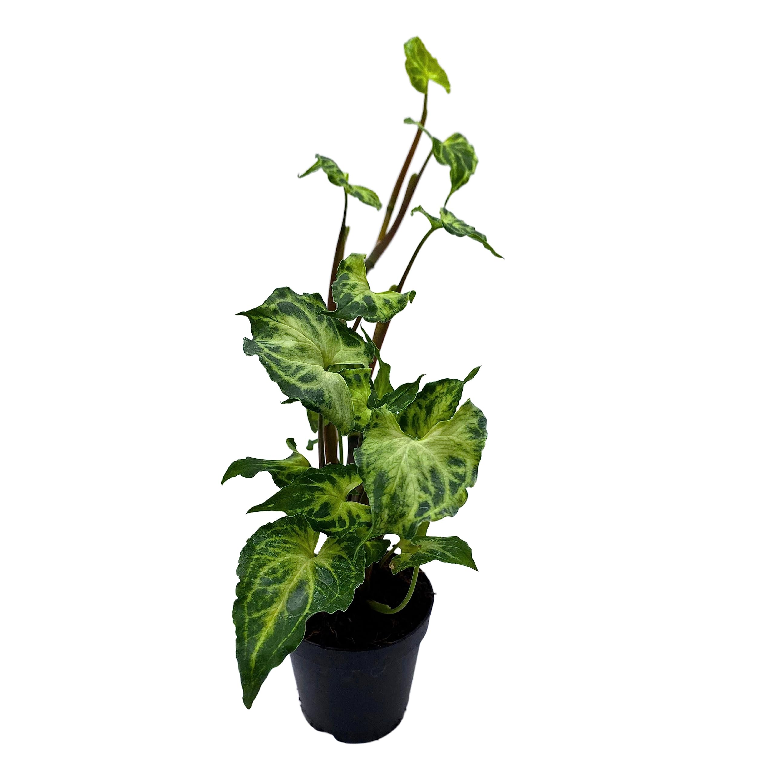 Syngonium Podophyllum Nephthytis