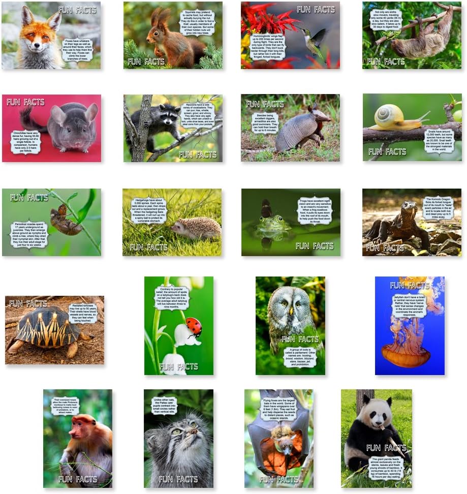 Amazon.com : ANIMALS FUN FACTS postcard set of 20 postcards. Animal and ...