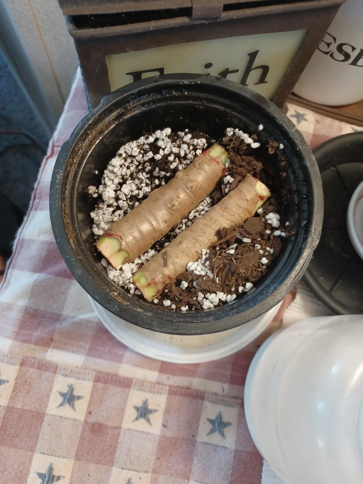 Amazon.com : HAWAIIAN RED TI LEAF PLANT 2 LOGS ~ GROW HAWAII : Patio ...