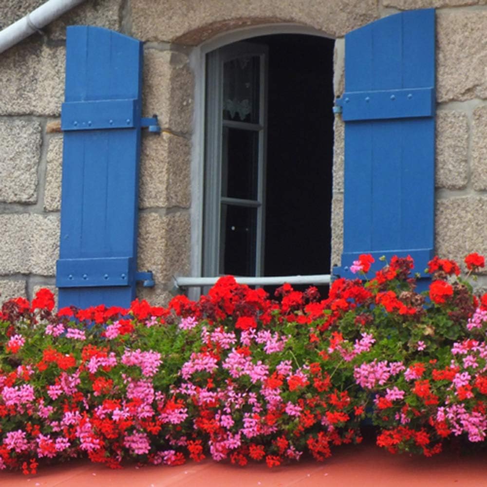 YouGarden Decora Balcony Trailing Geranium Bedding Plant Mix Pack of 24 ...