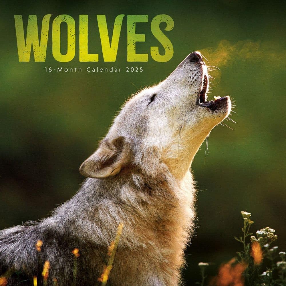 Amazon.com: Carousel Calendars, Wolves 2025 Wall Calendar : Office Products
