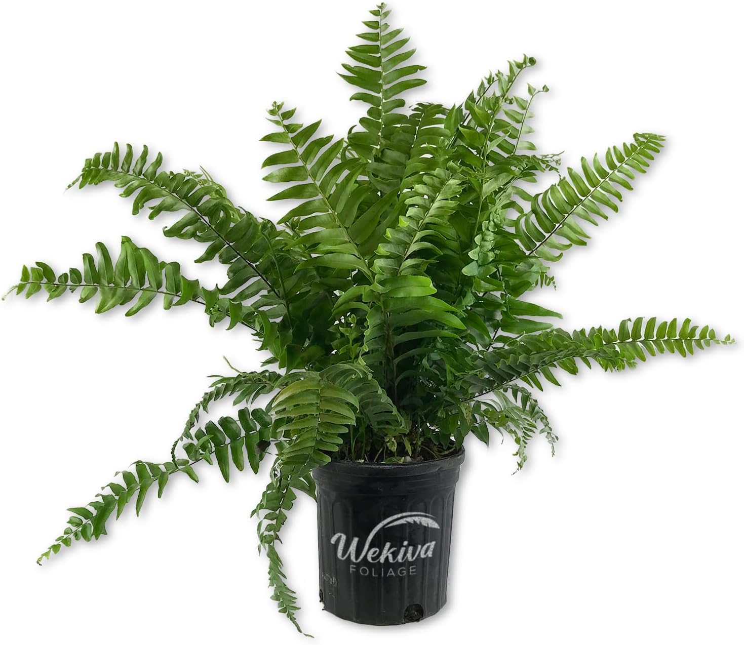 Amazon.com : Macho Fern - Live Plant in a 6 Inch Pot - Nephrolepsis ...