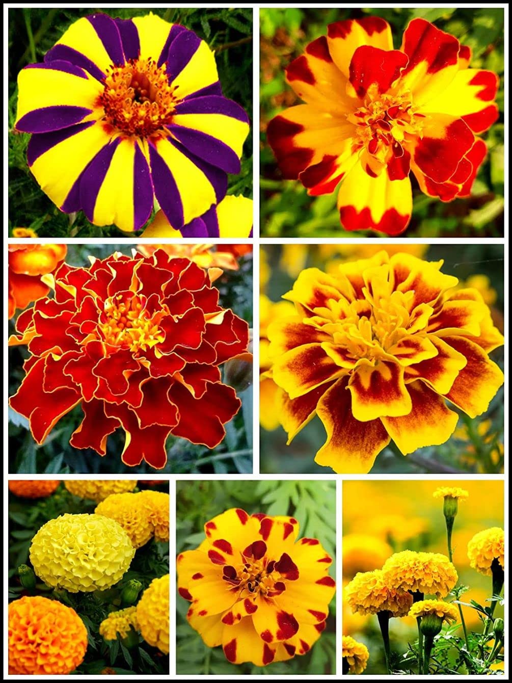 Different Colors Of Marigolds