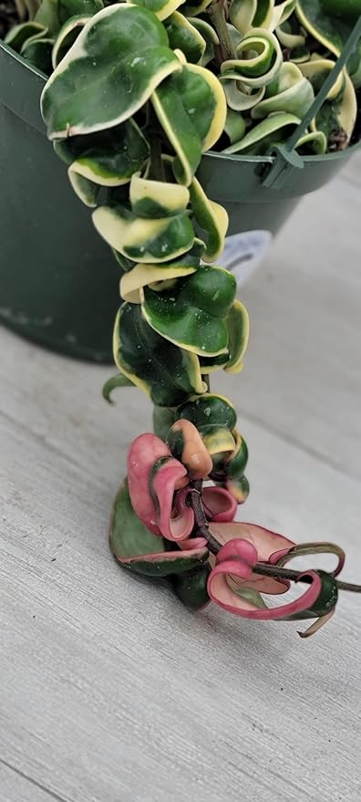 Amazon.com : Hoya Variegated Hindu Rope Plant Live Plant - Hoya ...