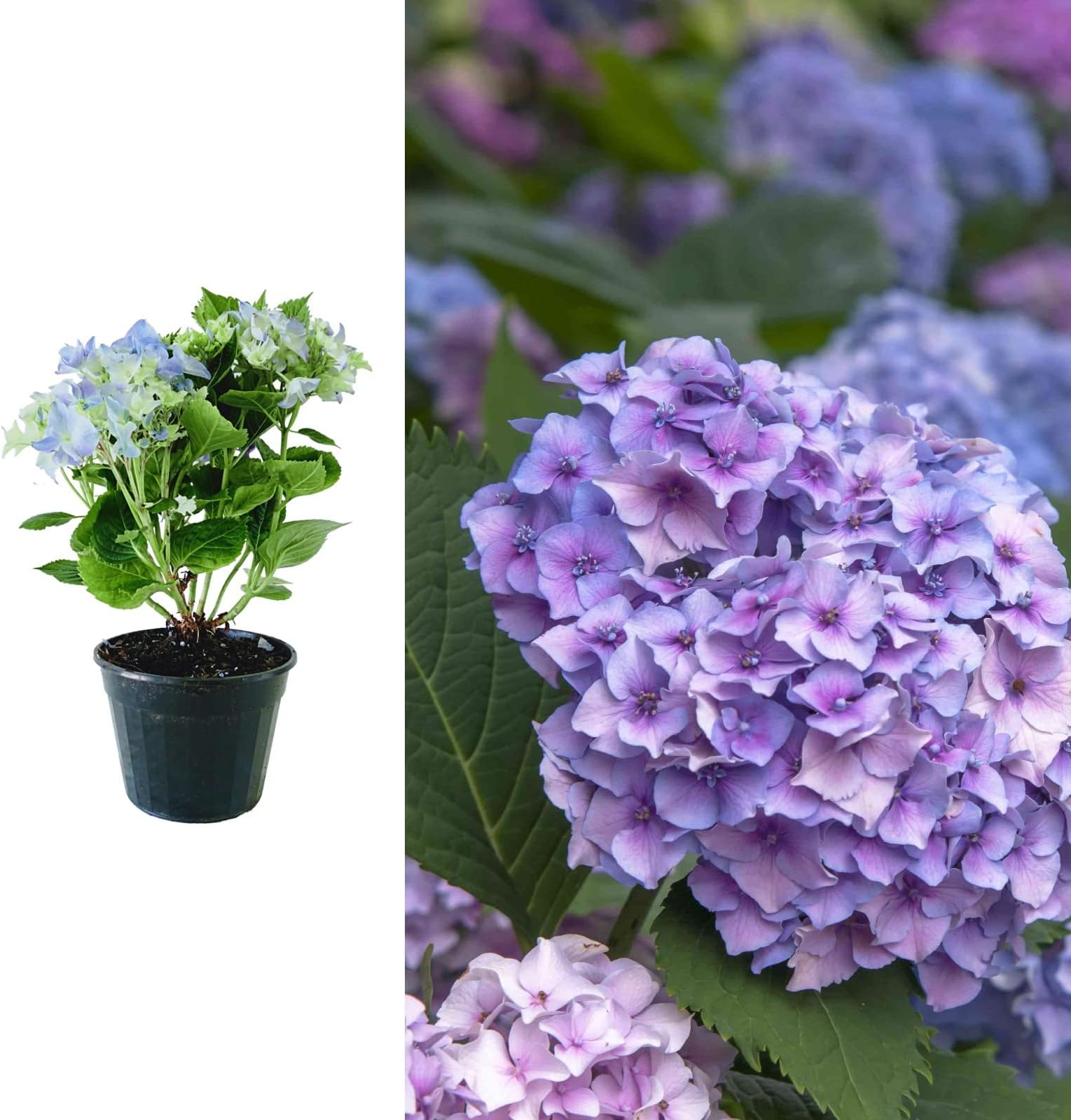 Hydrangea macrophylla 'Alpengluhen' in a 9cm Pot - Ready to Plant - Add ...