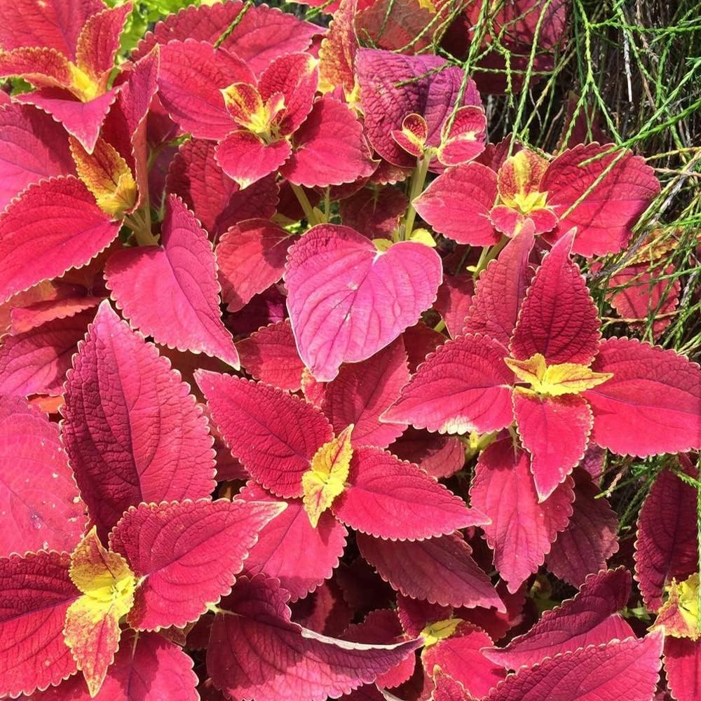 Amazon.com : QAUZUY GARDEN 50 Red Velvet Coleus Seeds Perennial Shade ...
