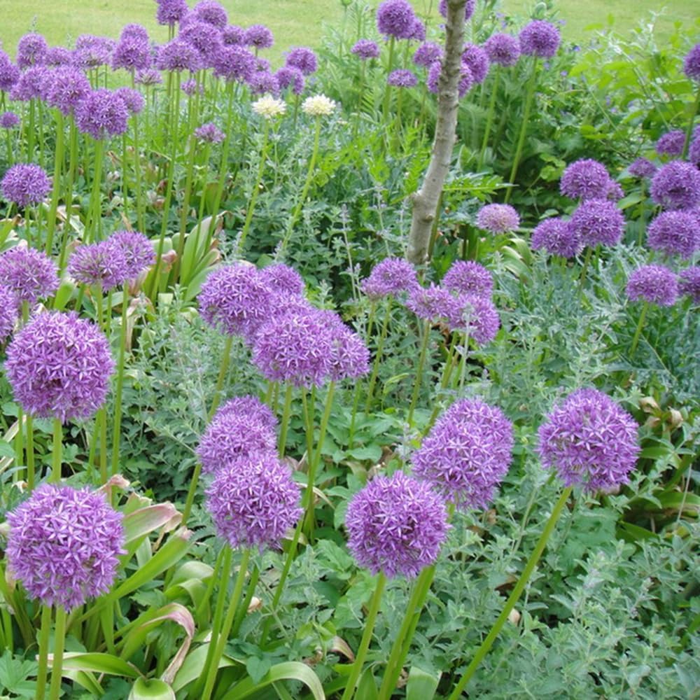15 Pcs Allium Bulbs for Planting - Low Maintenance Costs Perfect for ...
