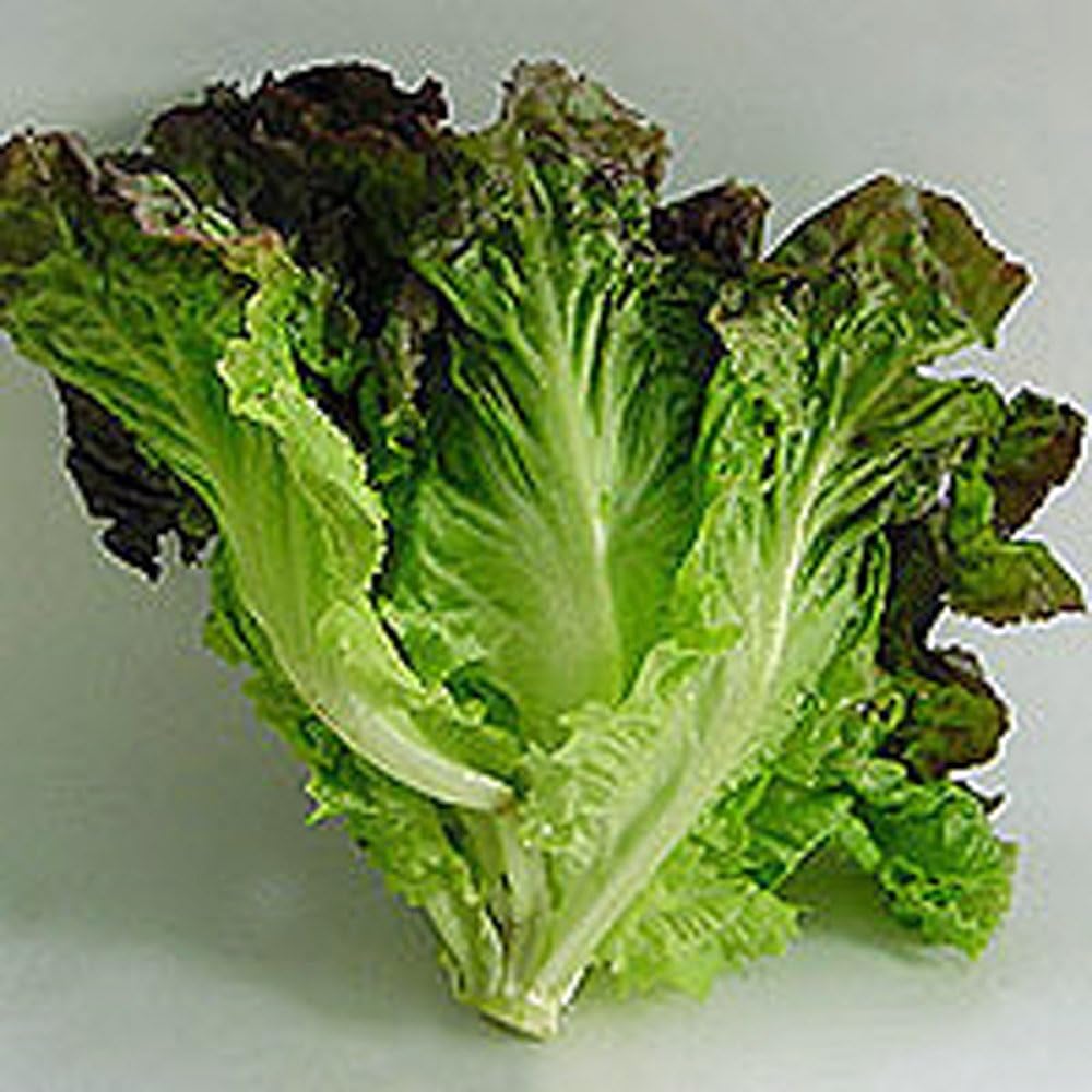 Amazon.com : Lettuce Seed, Red Leaf Lettuce, Lolla Rosa, Heirloom, Non ...