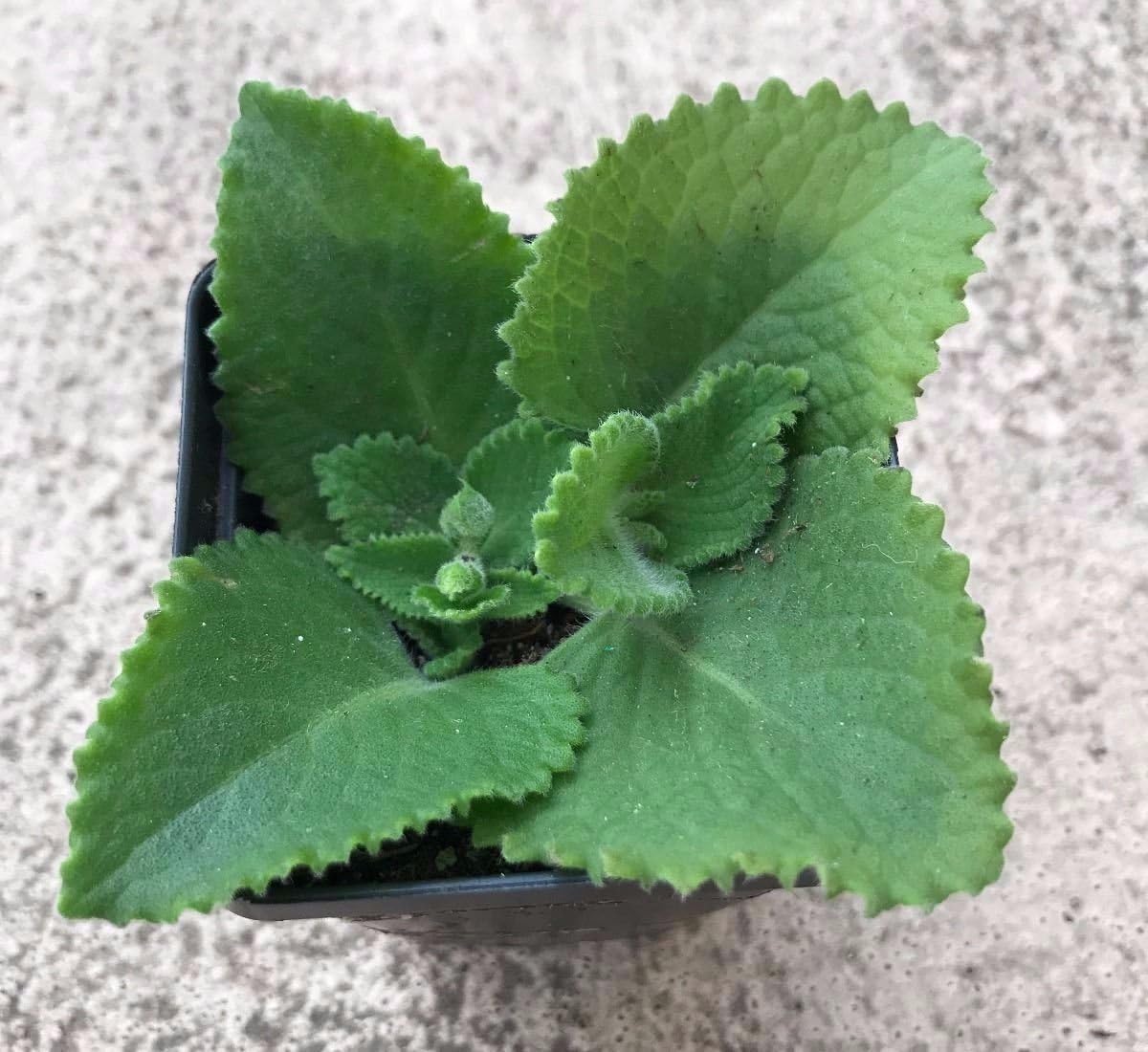 Amazon.com : Pack 02 of Cuban Oregano Plants Live, Live Cuban Oregano ...