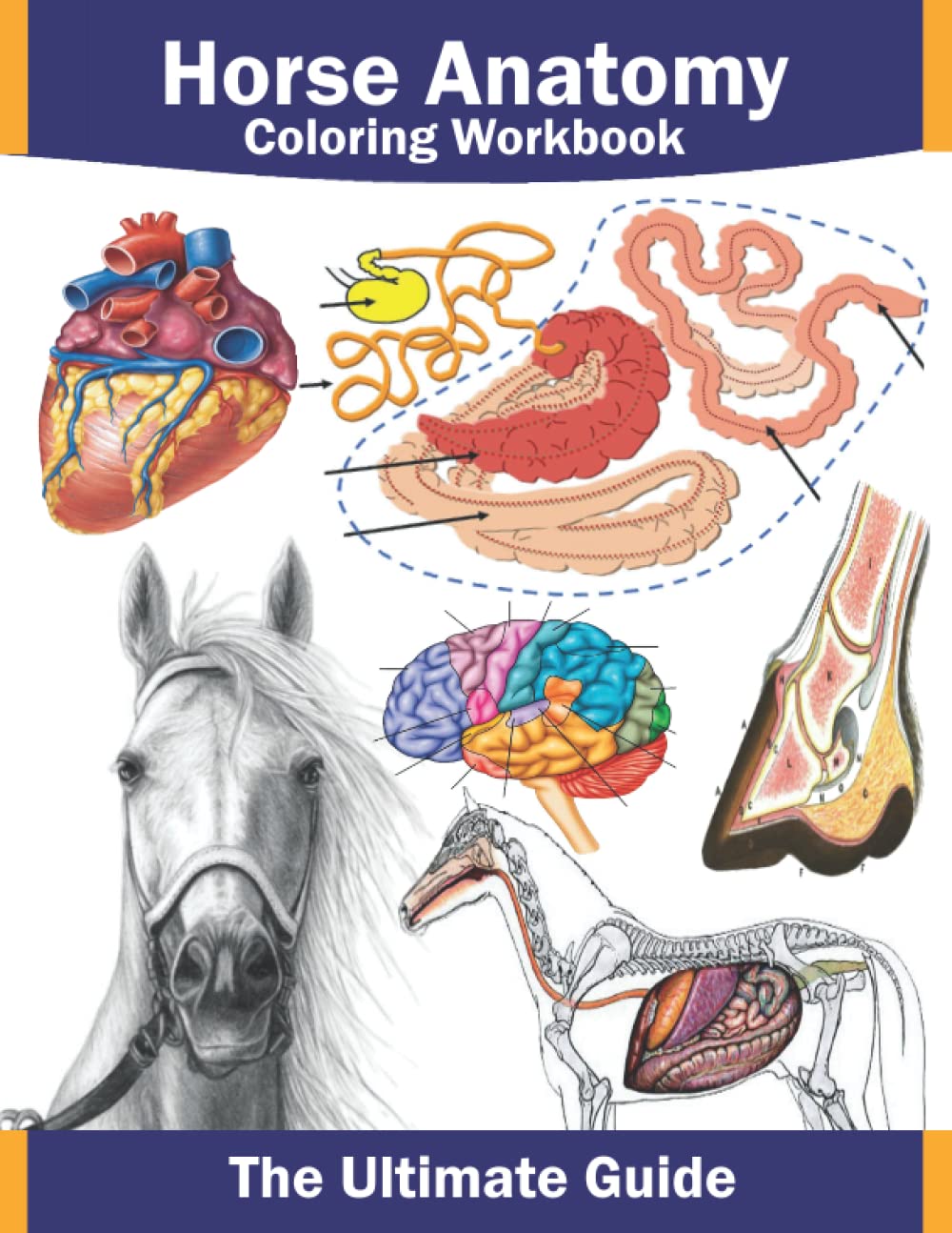 Buy Horse anatomy coloring workbook: Horse anatomy coloring workbook ...