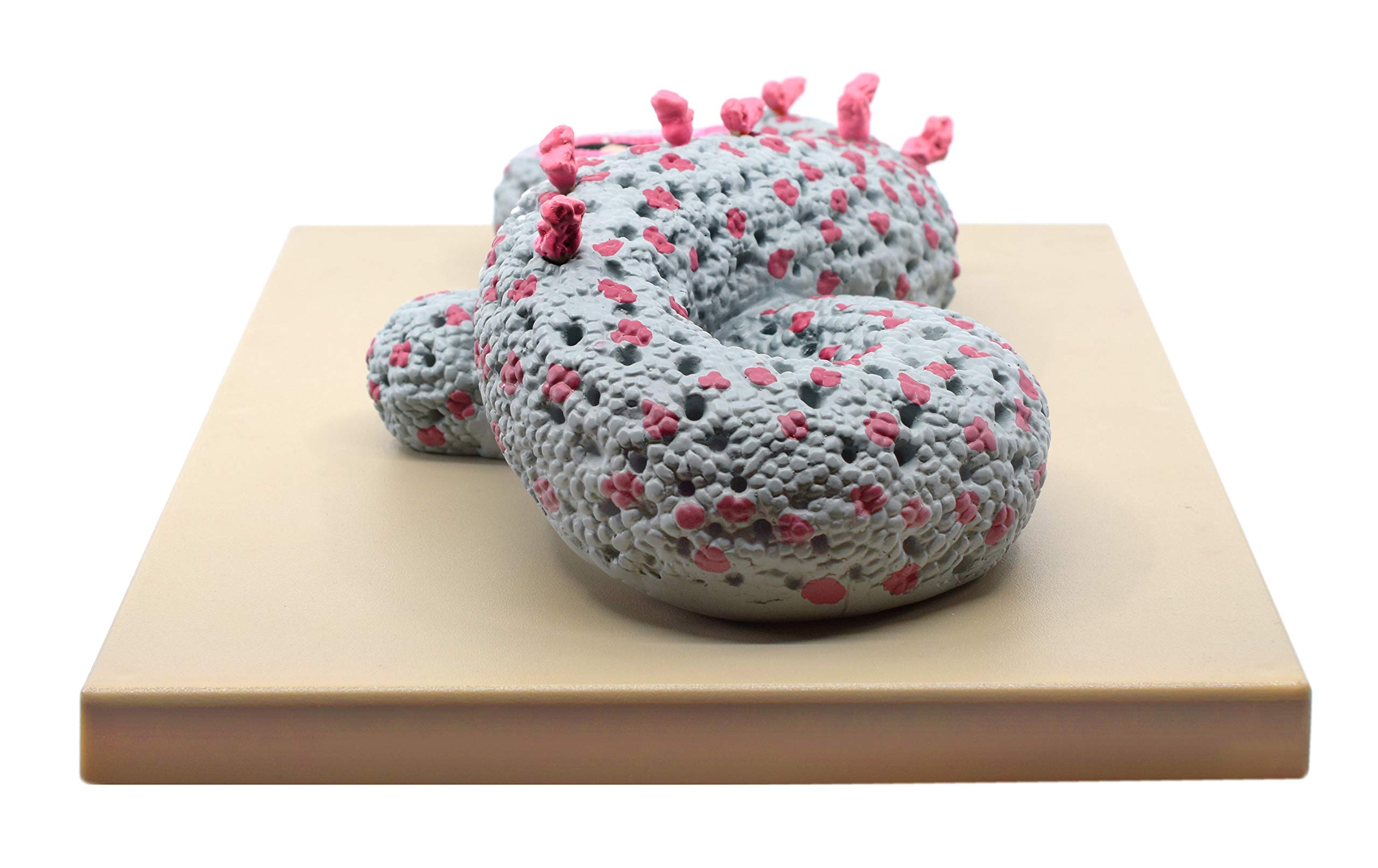 Virus 3d Model Project