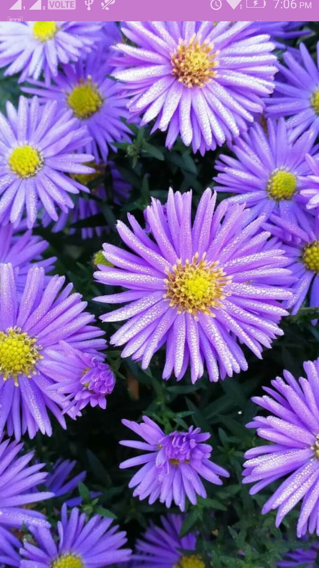 Wallpapers Aster Flowers 79,900+ Aster Stock Photos, Pictures