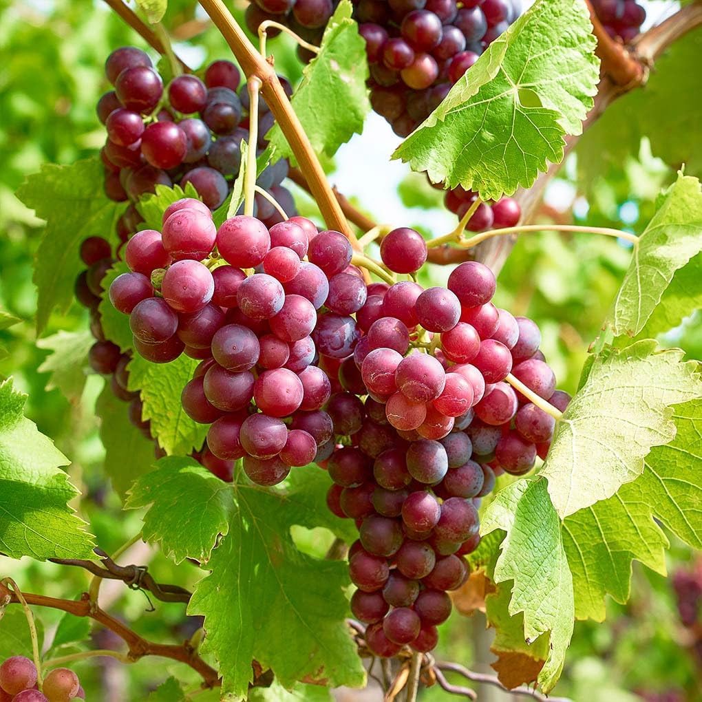 Amazon.com : 100+ Seed Globe Grape Fruit Seed for Planting Outdoor-Non ...