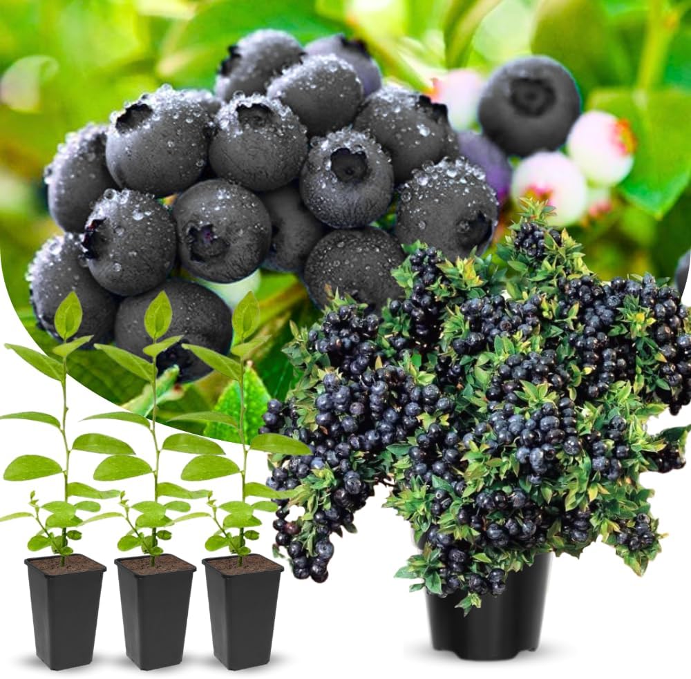 Amazon.com : 3 Black Huckleberry Trees Live Plants, Starter 4-6 Inc ...
