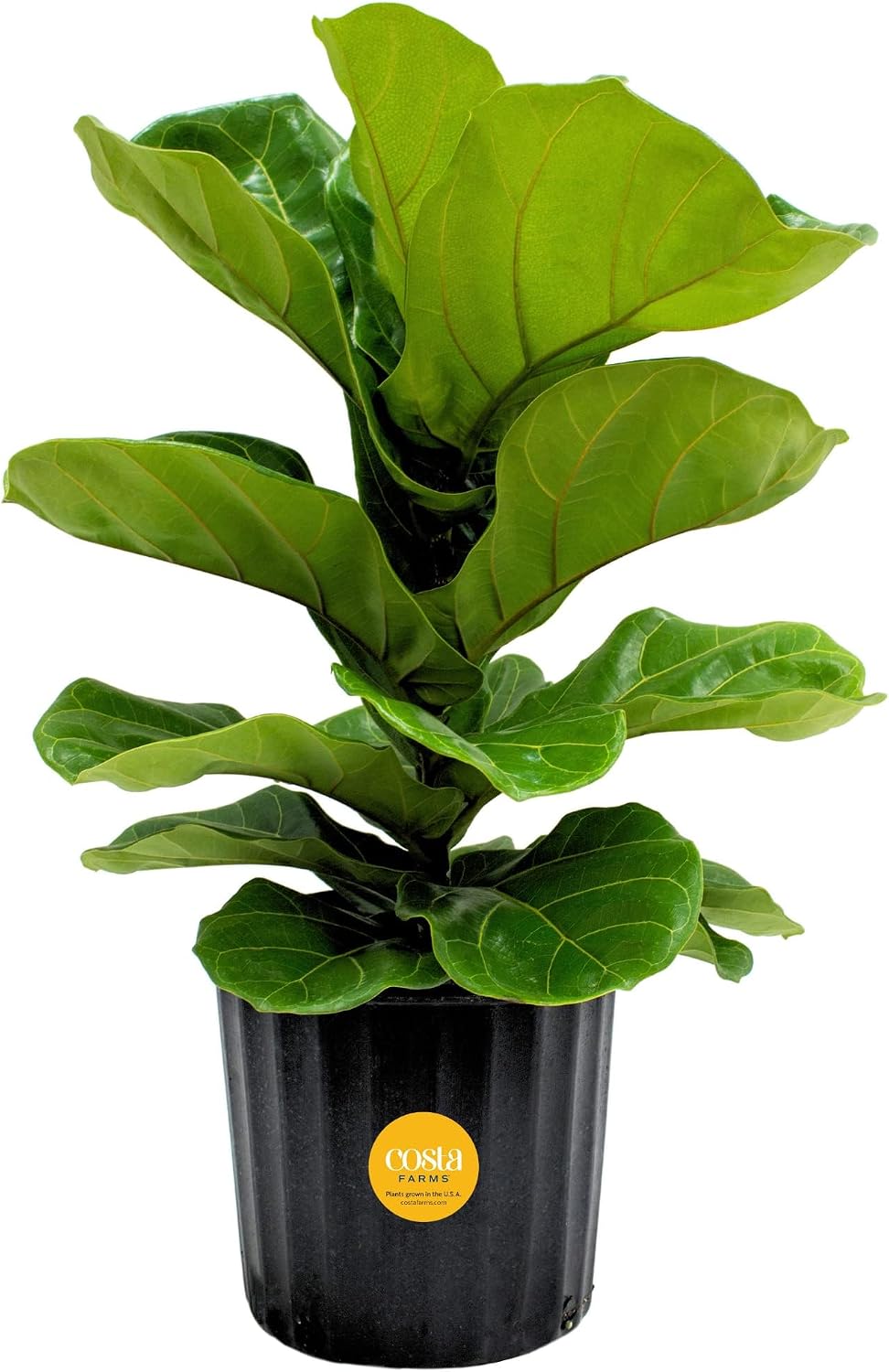 Amazon.com : Costa Farms Fiddle Leaf Fig, Live Indoor Floor Plant ...