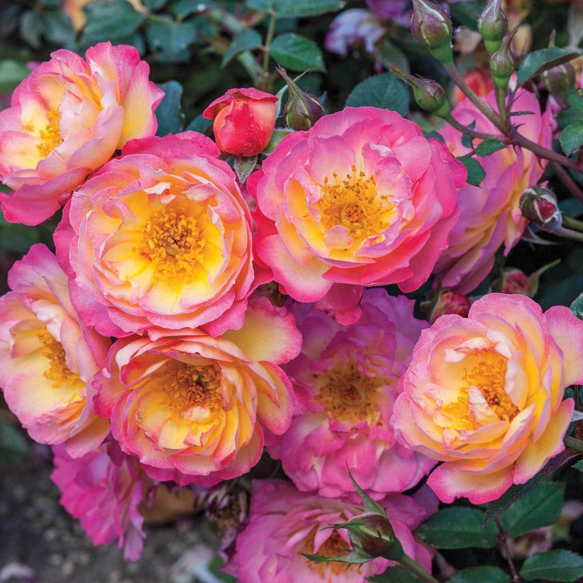 Amazon.com : BRECK'S - Watercolors Home Run Dormant Bare Root Shrub ...