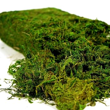 Amazon.com: USMOLA Artificial Moss 16oz – Fake Moss for Crafts, Fairy ...