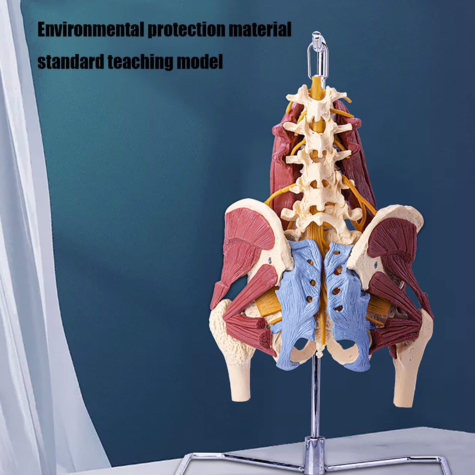 Anatomie Van De Lumbale Spier Hamstringdominantie Lopen Met Een Lach