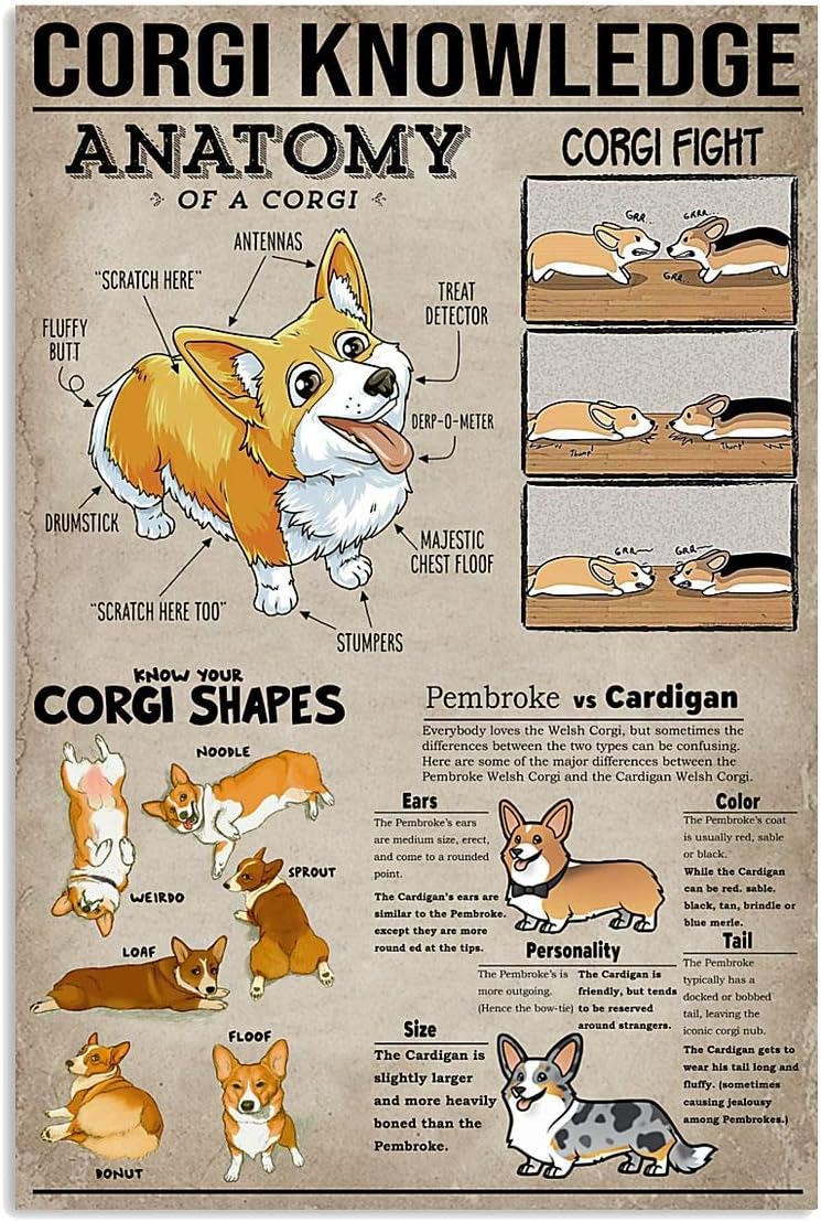 Amazon.com: Corgi Knowledge Metal Tin Signs Corgi Information Retro ...