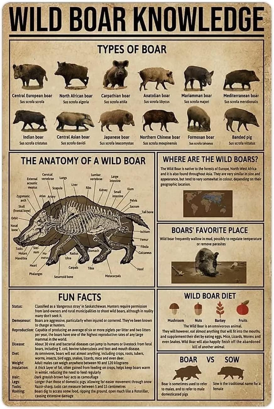 Amazon.com : 12x8 Inch Tin Sign Wild Boar Knowledge Metal Tin Signs ...