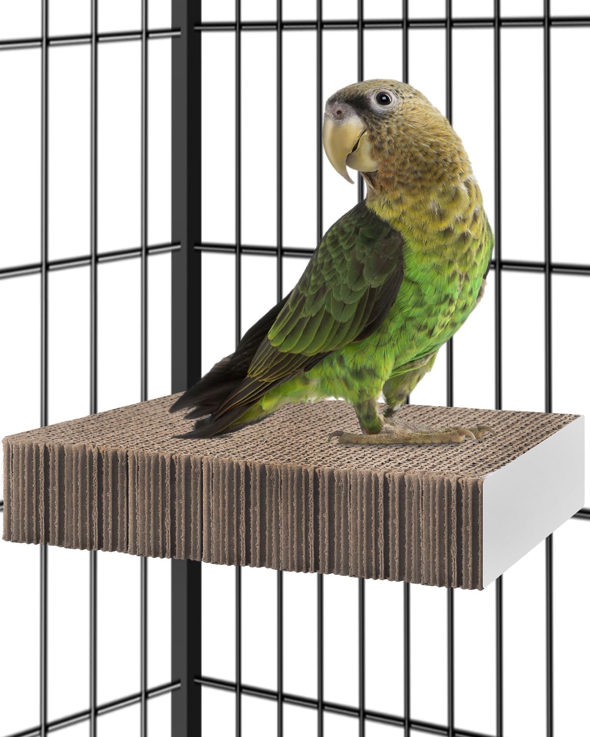 Amazon.com : KATUMO Bird Perch Conure Platform Cardboard Chew Toy Paw ...