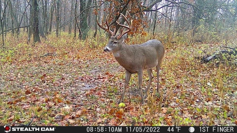 Snapklik.com : STEALTH CAM Fusion X-Pro Dual Sim 36 MP Photo & 720P HD ...