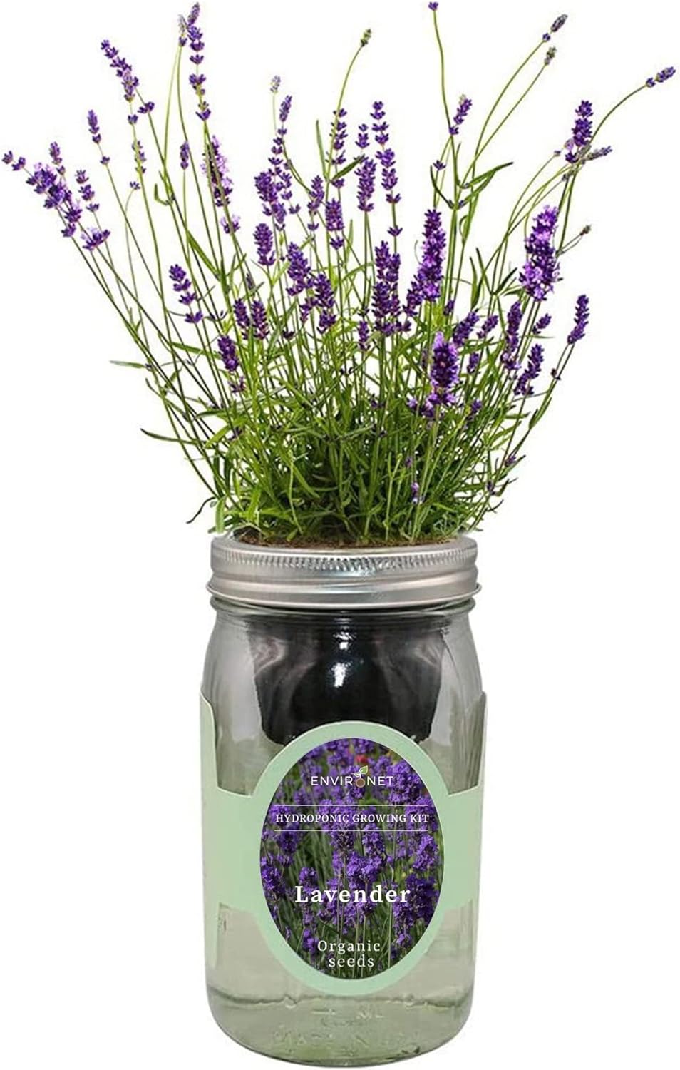 Amazon.com : Environet Hydroponic Herb Growing Kit, Fresh Lavender Seed ...