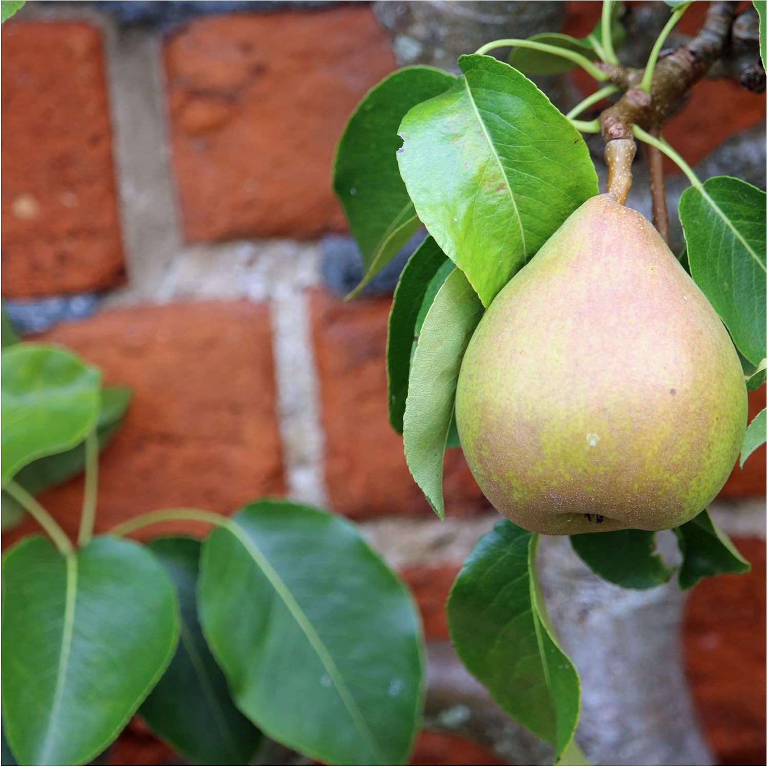 Doyenne Du Comice Pear Tree 4-5ft, Dessert Pear with Fine Flavour ...
