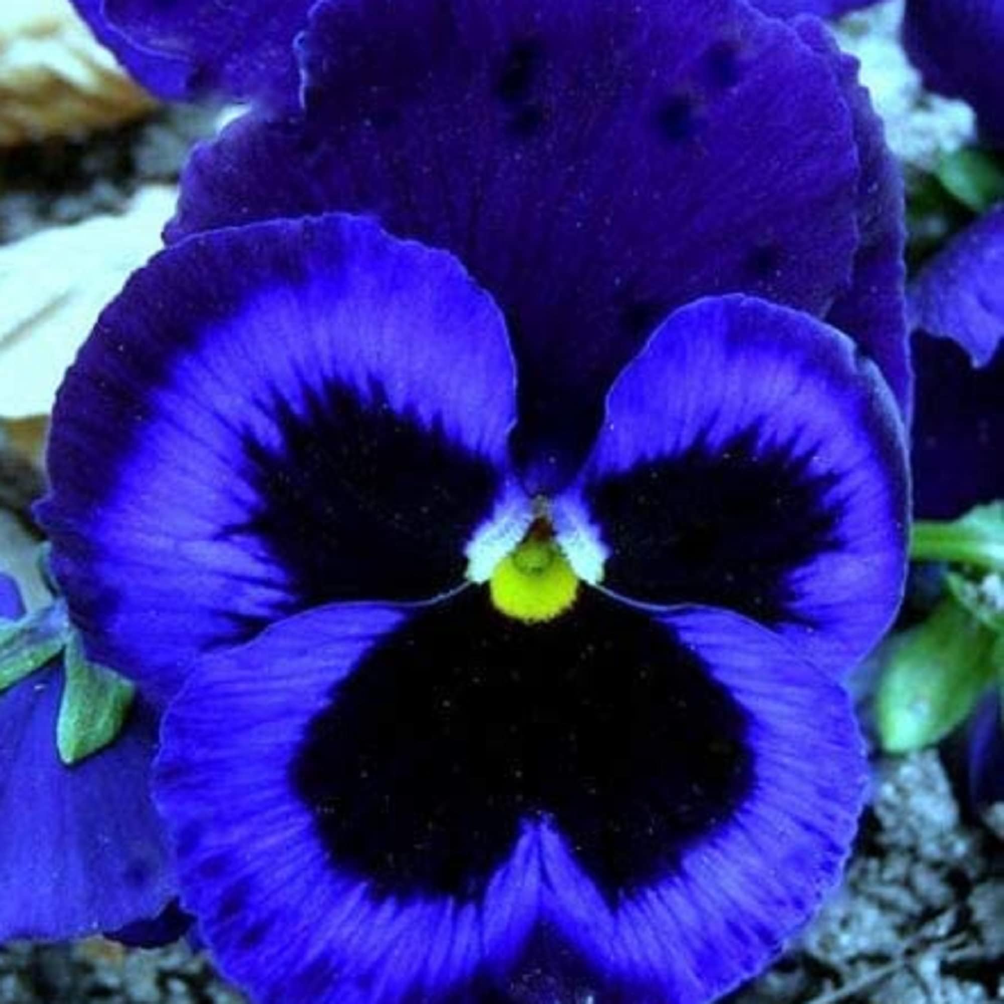 Amazon.com : CHUXAY GARDEN Rare Blue Pansy Seed 100 Seeds Swiss Giant ...