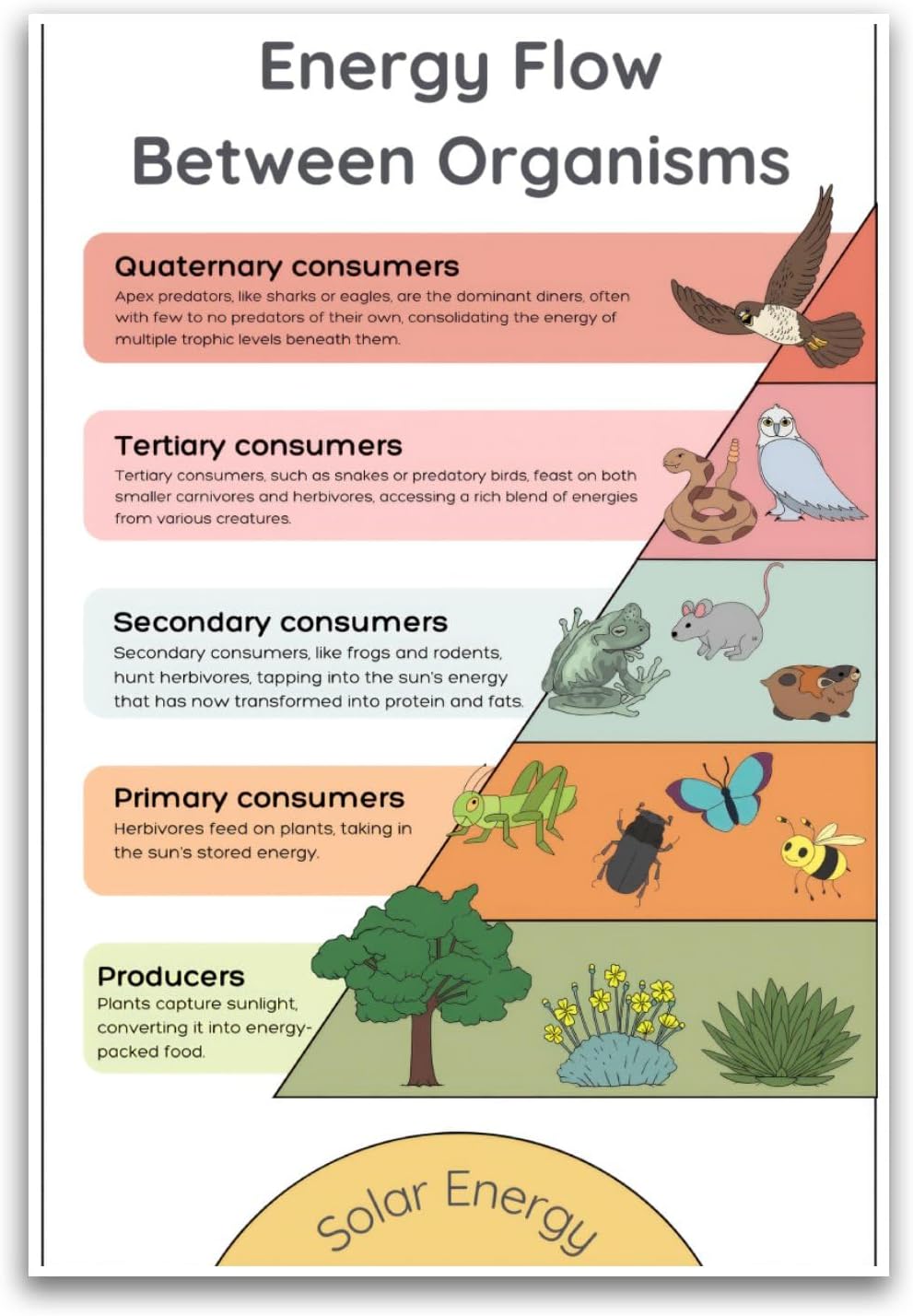 Amazon.com: Energy Flow Between Organisms Poster - Classroom Therapy ...