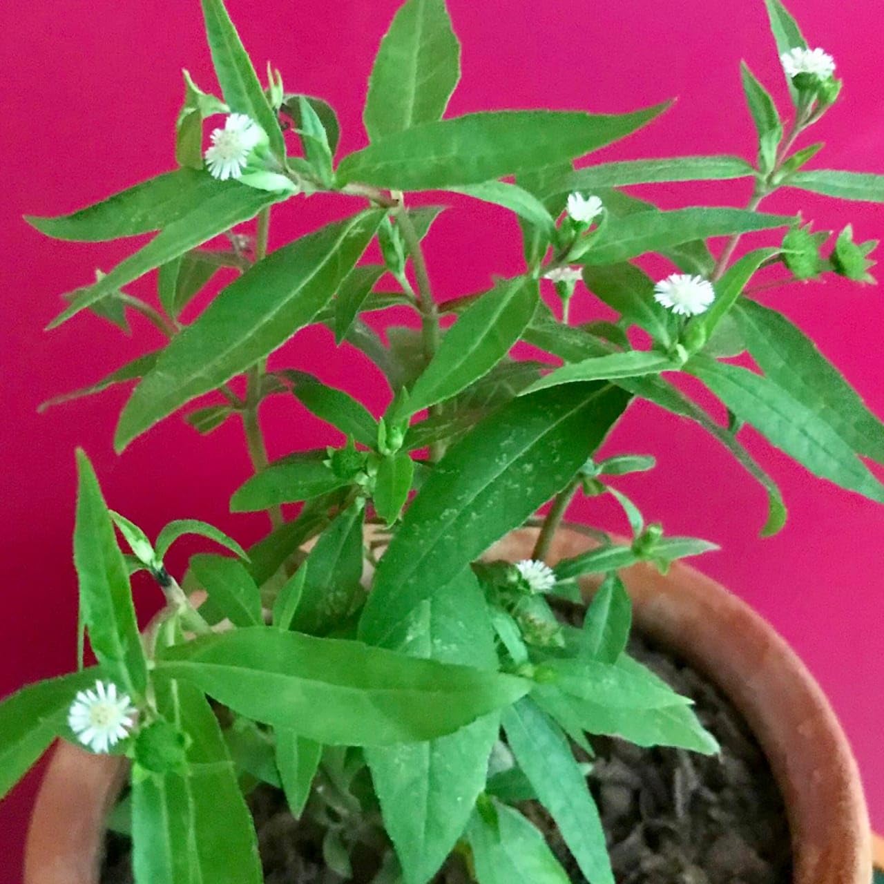Generic Bhringraj Live Plant (White) Eclipta alba, Bhangra, False Daisy ...