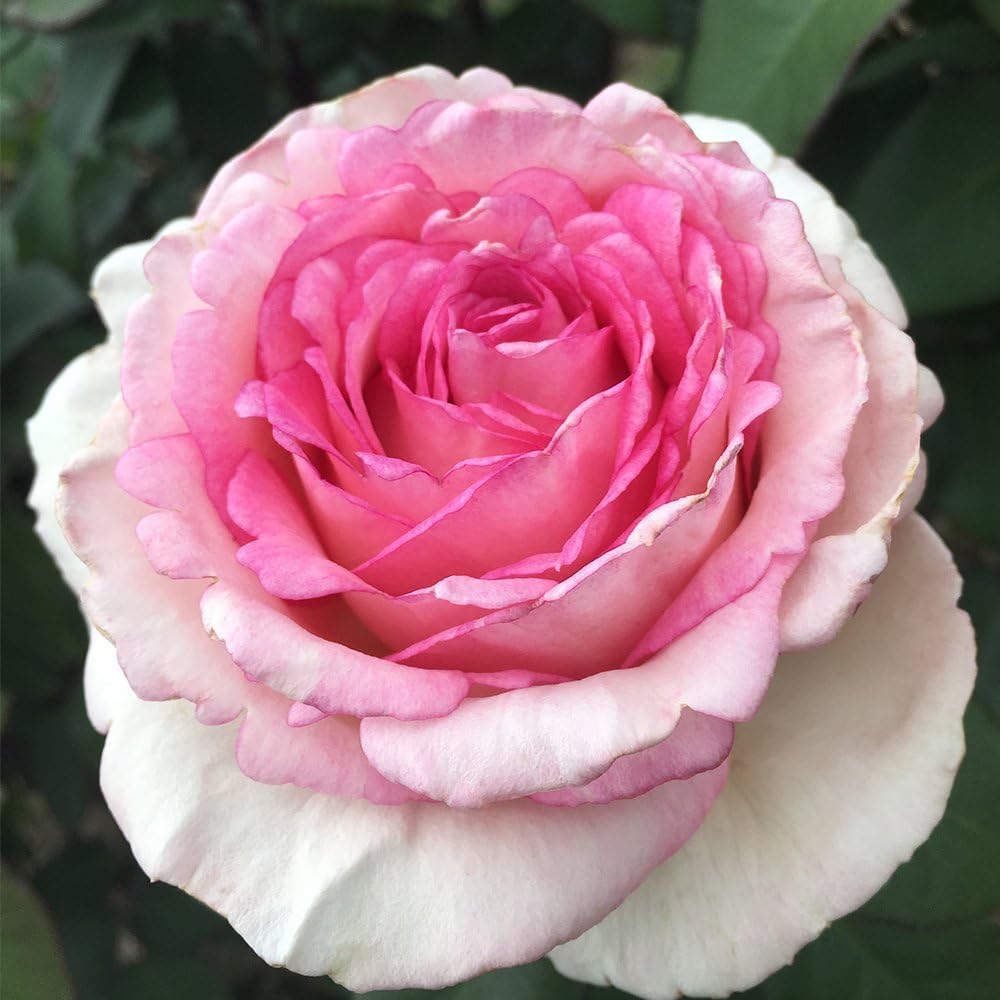 Amazon.com : Heirloom Roses Rose Plant - Eleganza® Pink Enchantment ...