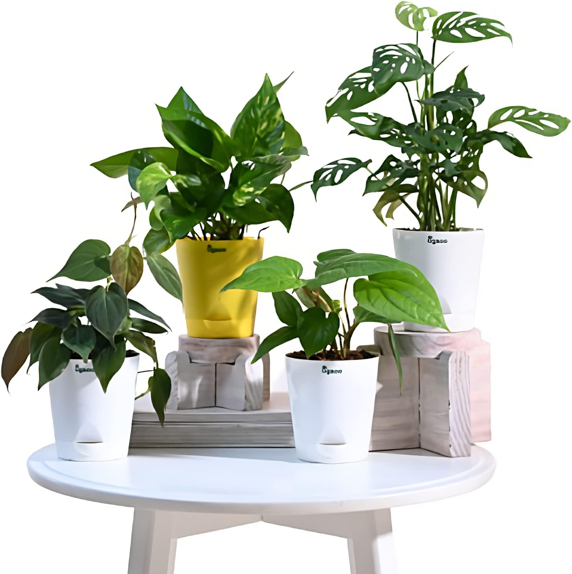 UGAOO Combo of 4 Indoor Live Plants for Home & Living Room Indoor ...