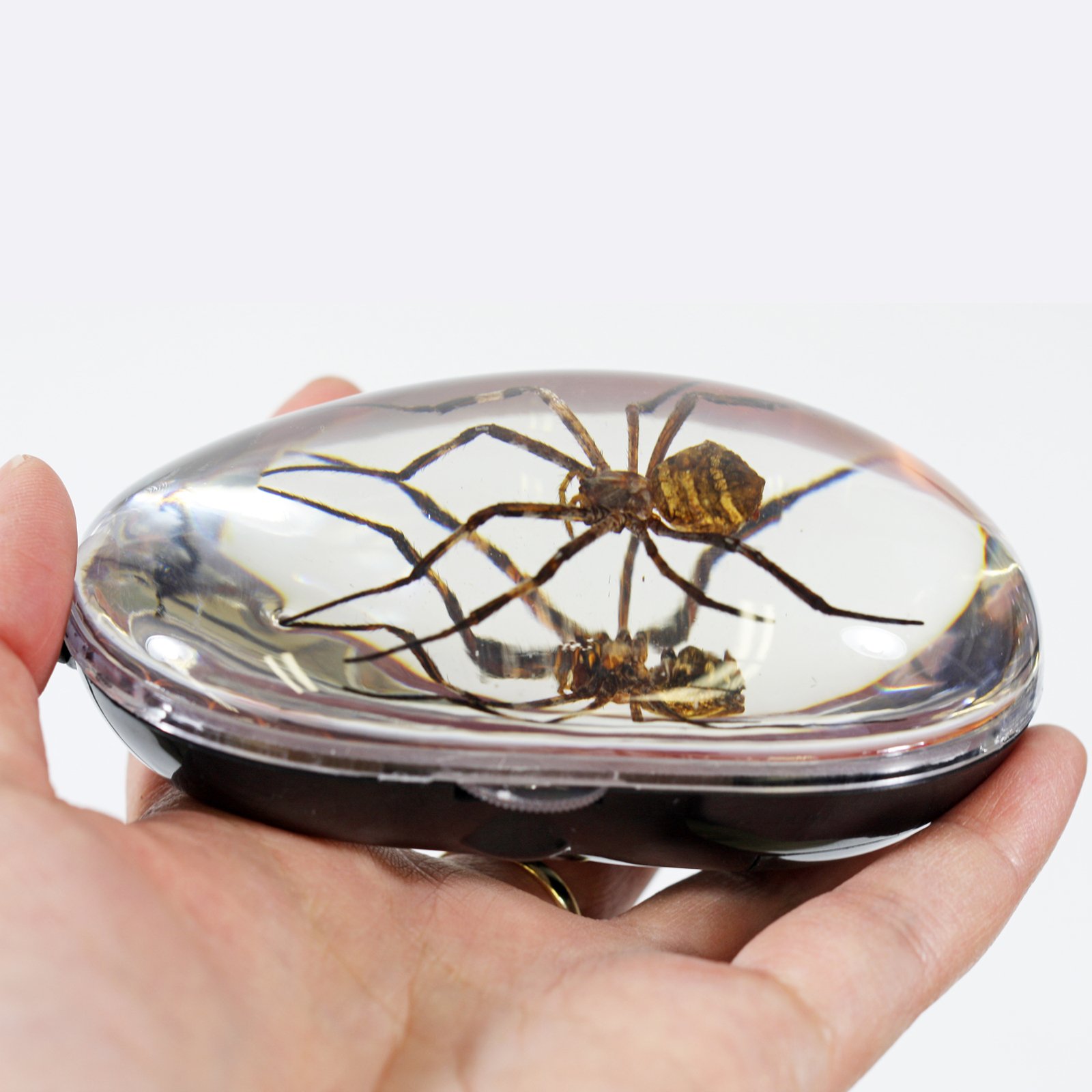 Spider Carrying Mouse