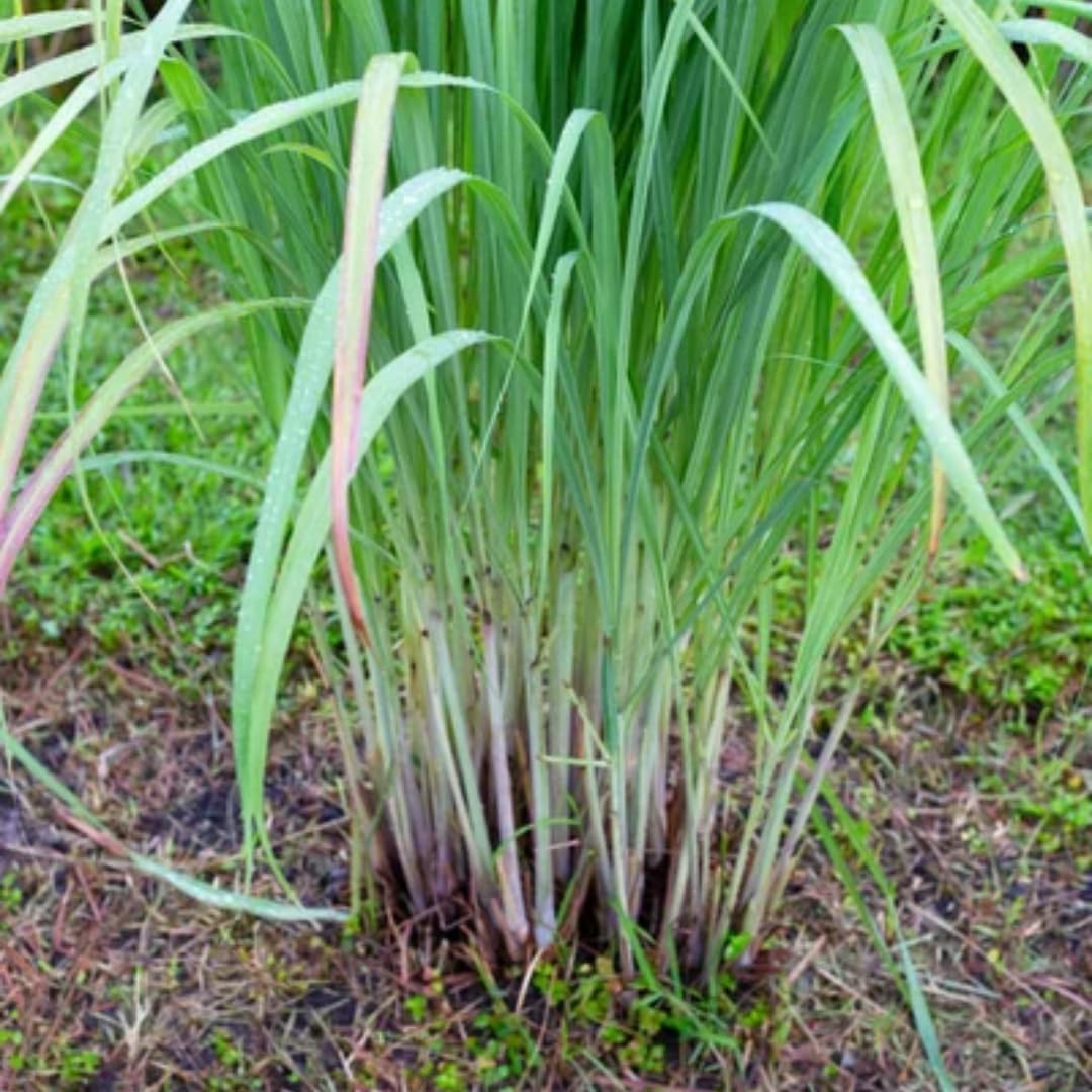 Amazon.com : 6 Live Lemon Grass Plants for Outside, Lemongrass Plants ...