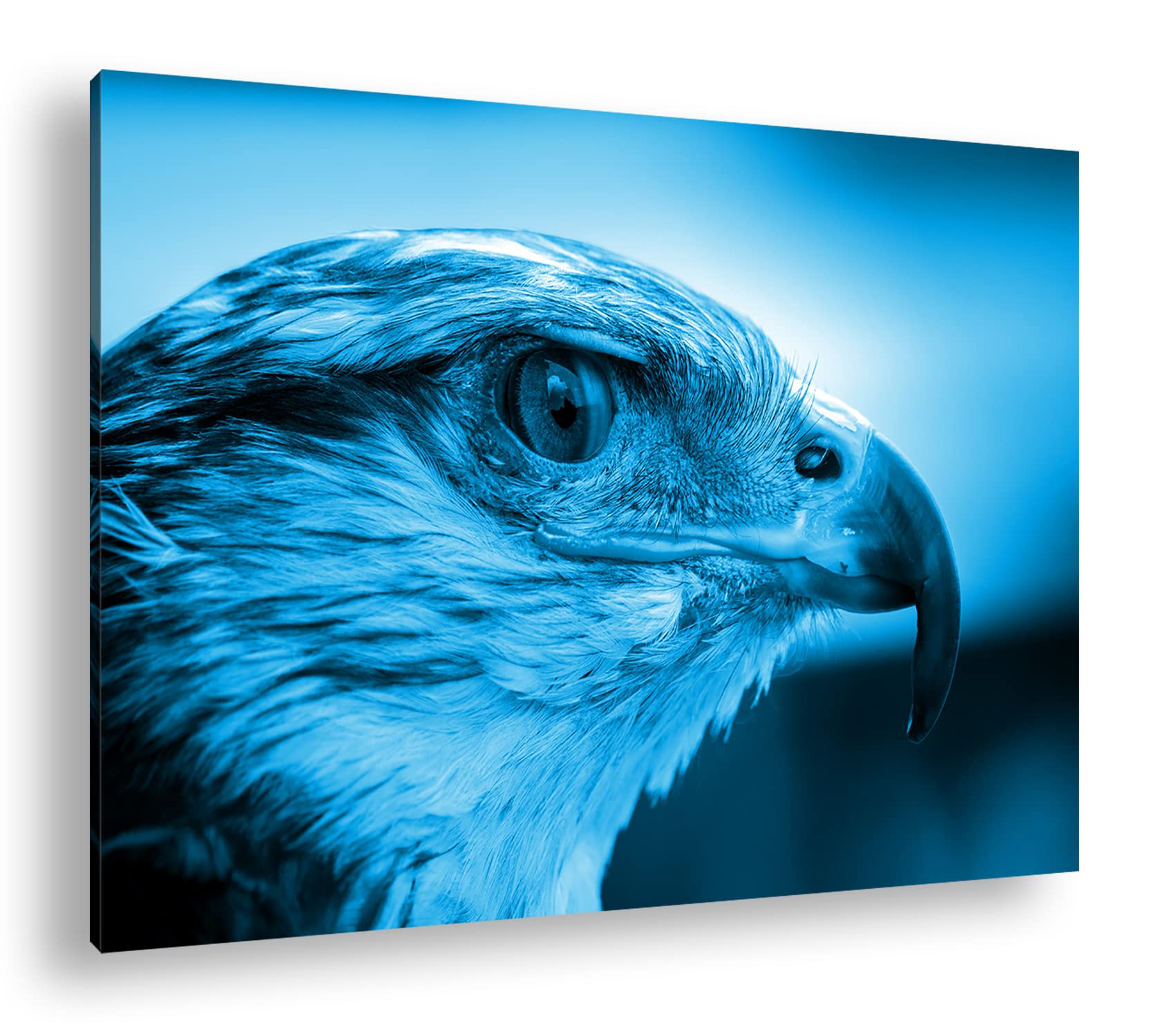 Valk Tekening Hoofd Adelaar Logo Hawk Icoon Abstracte Roofvogel
